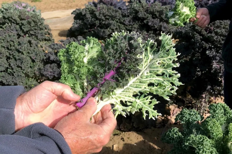 Highest quality professional vegetable seed genetics